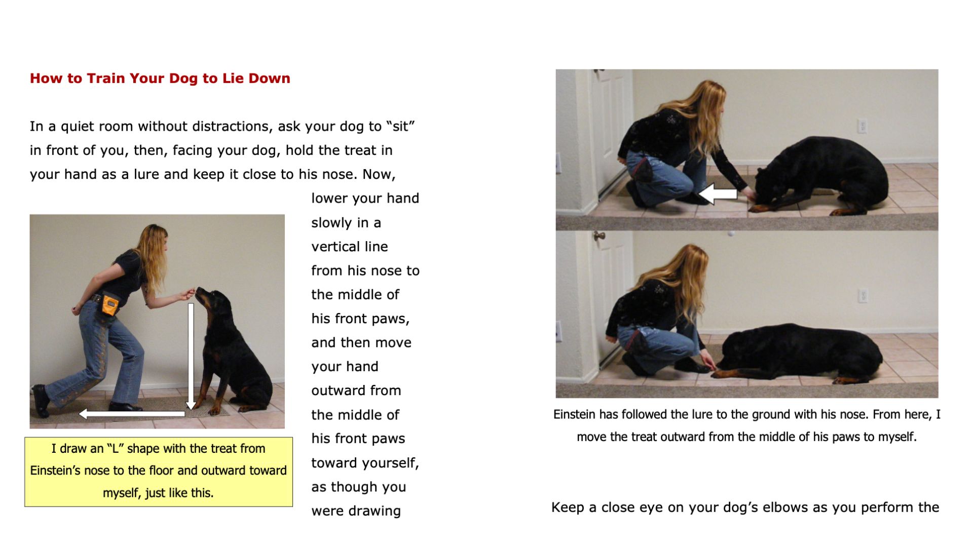 Brain Training for Dogs by Adrienne Farricelli: Full Review - Furry Aging