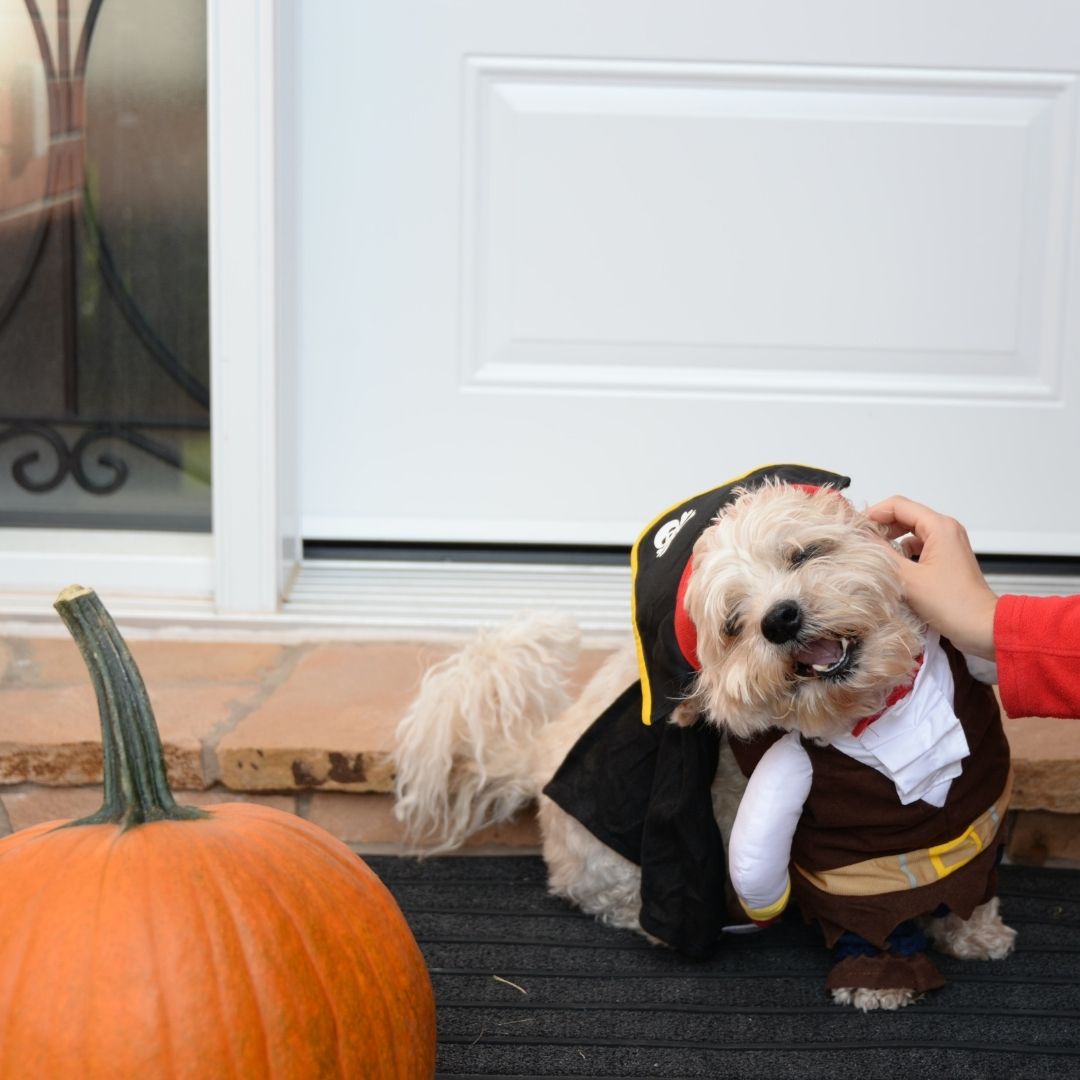 108 Halloween Costumes for Your Furry Friend - Furry Aging