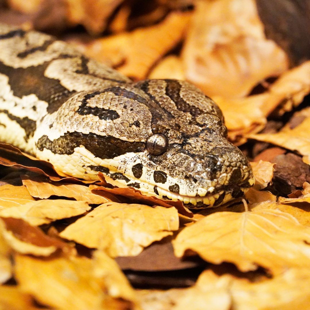 Pets’ Anatomy: How Many Bones Does a Dog Have? - Furry Aging