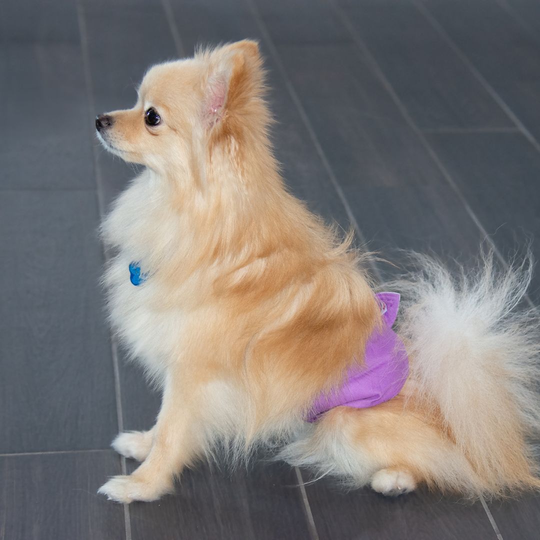 How to Manage Urinary Incontinence in Dogs - Furry Aging