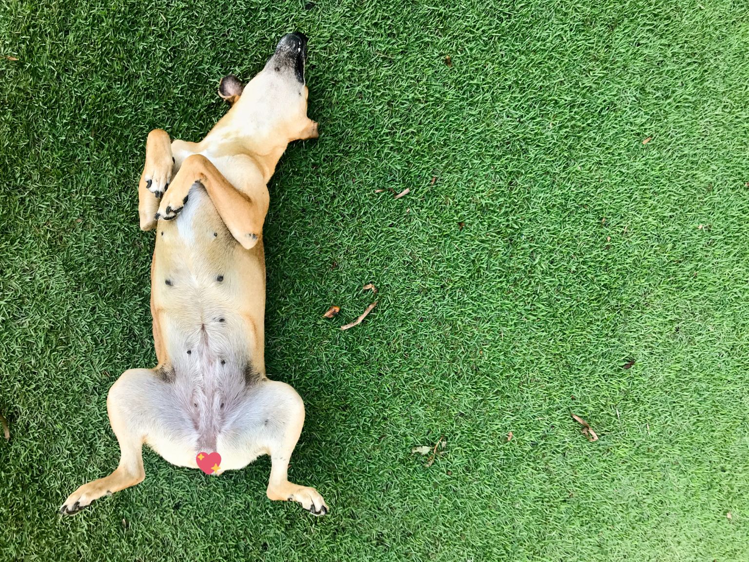 Spaying or Neutering Older Pets: Pros, Cons, and Considerations - Furry ...