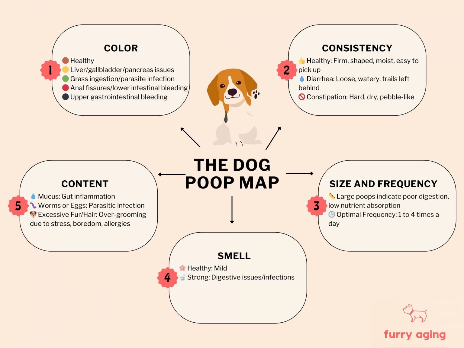 What Your Dog's Poop Reveals (Healthy Poops and Warning Signs) - Furry ...
