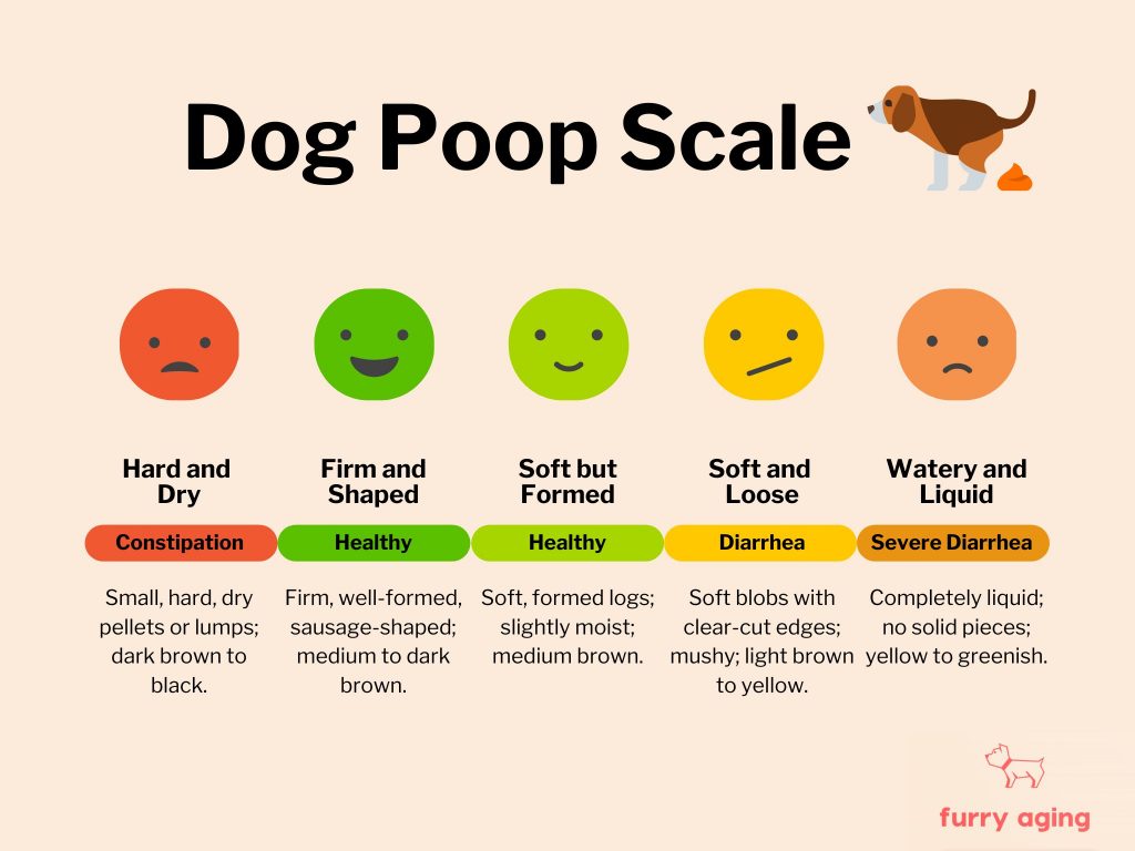 What Your Dog's Poop Reveals (Healthy Poops and Warning Signs) - Furry ...