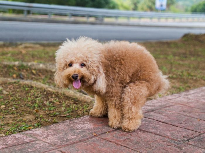 What Your Dog's Poop Reveals (Healthy Poops and Warning Signs) - Furry ...